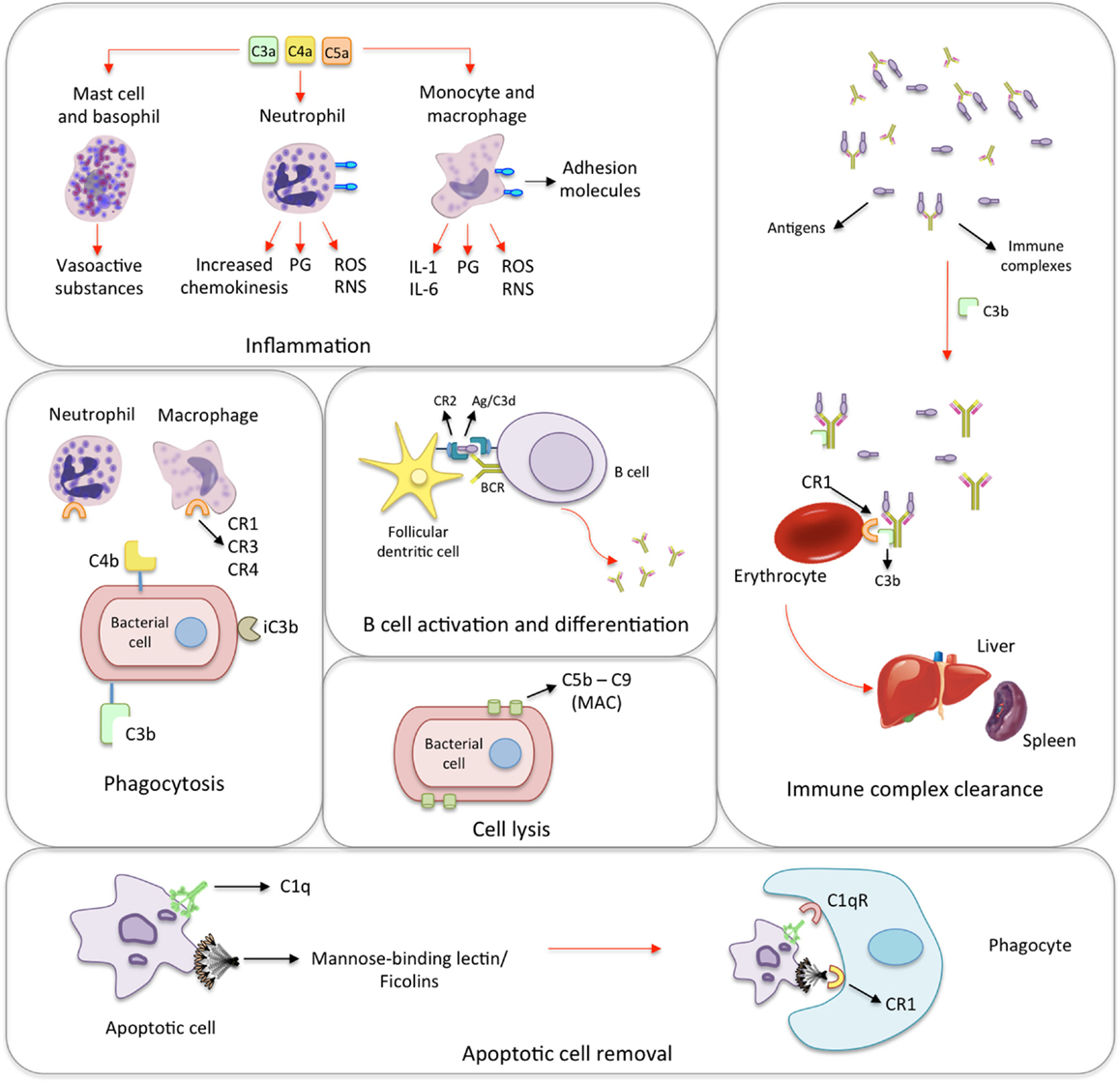 Post | Lectin Pathway of the complement system